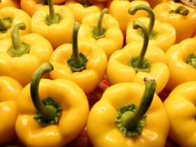 100 FOODS THAT START WITH THE LETTER Y (WITH IMAGES) - Sneaky Mommies